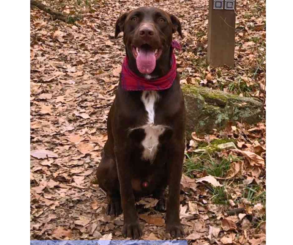 Amazing Chocolate Labrador Retriever Aussie Mix Dog For Adoption in ...