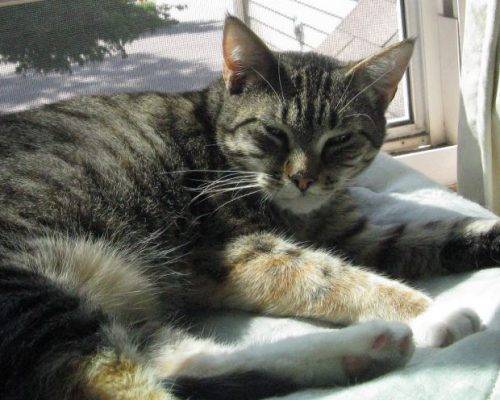 2 YO F Tabby Tortoiseshell (Torbie) Cat For Adoption Denver CO - Fixed ...