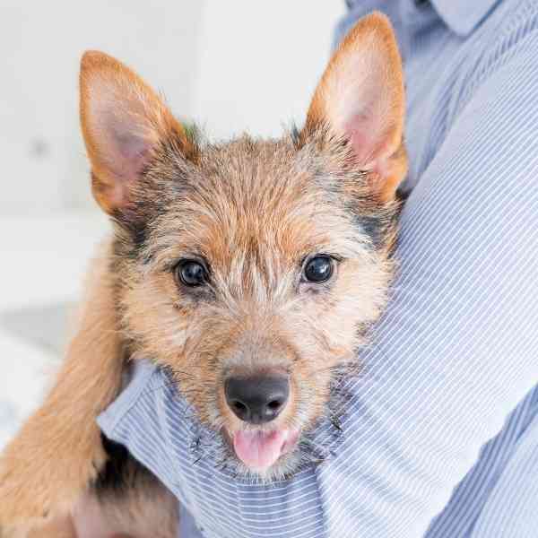 Calgary Dog Adoptions Resource - Where to Adopt a Dog in Calgary & Area ...