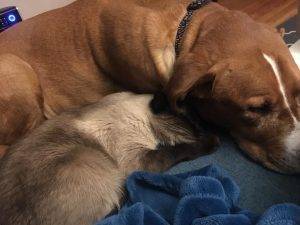 Labrador Retriever Rottweiler Mix Dog For Adoption Calgary AB - Adopt Cyrus