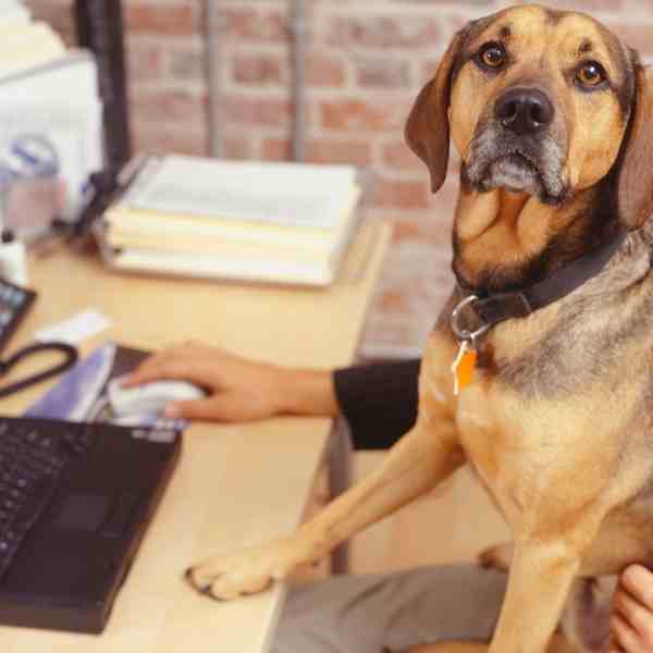 Pet Rehoming Network - Rehome a Pet - Find Pre-loved Pets For Adoption