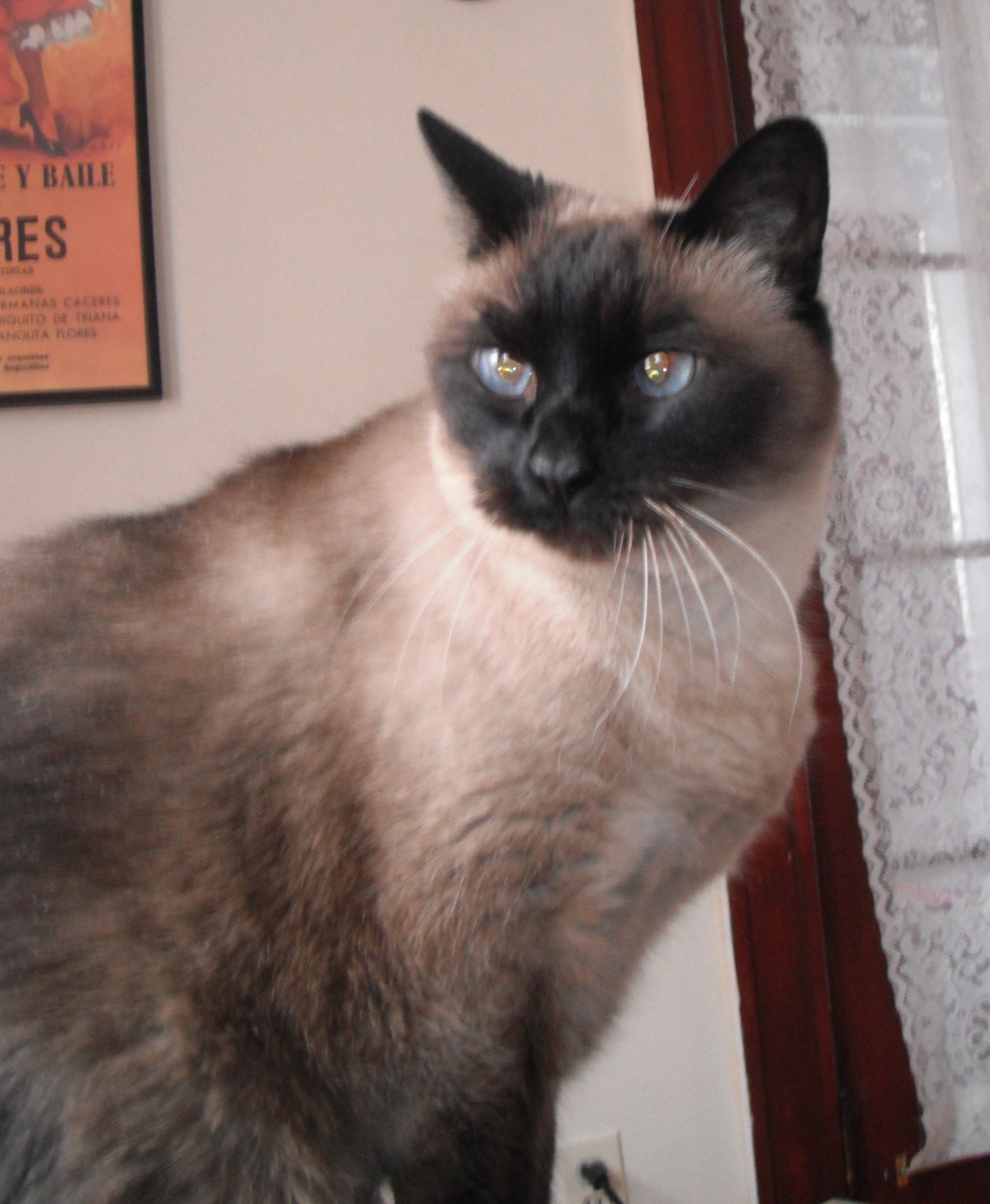 Siamese Cat Rehoming Success Story - Boston MA