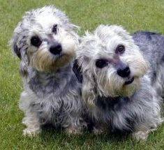 Dandie Dinmont Terrier Dog Breed - Pet Rehoming Services