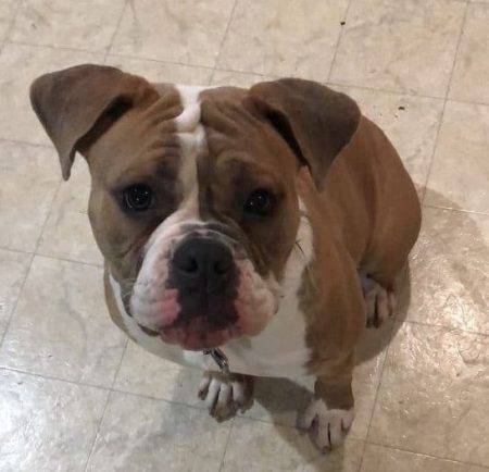 English Bulldog Adoptions & Rehoming - Adopt an English Bulldog