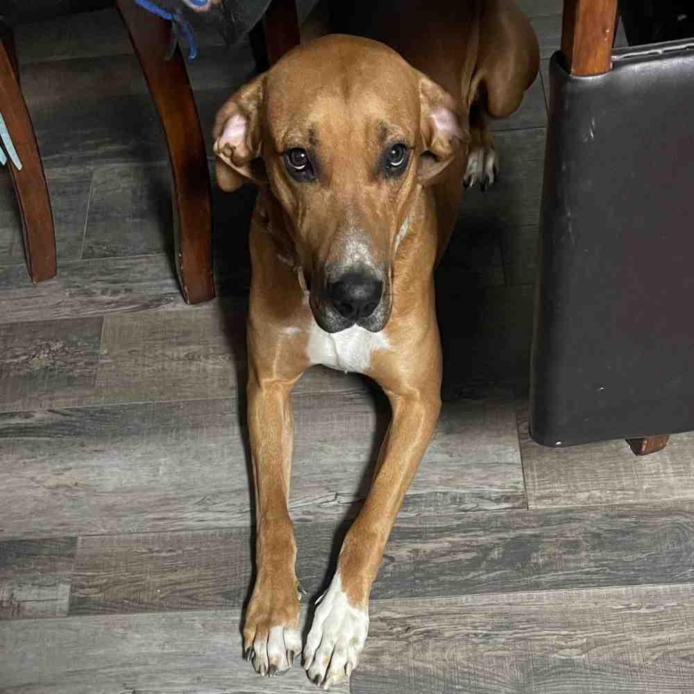 Dobby Great Dane Bloodhound Mix Dog Adoption San Antonio TX (5) - Pet ...