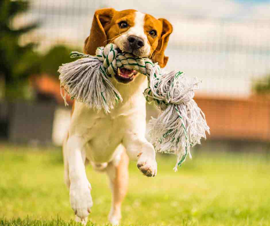 Training Your Dog To Come When Called - Pet Rehoming Network