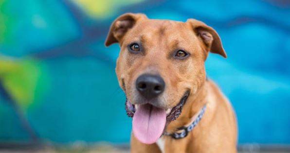 Dogs For Rehoming