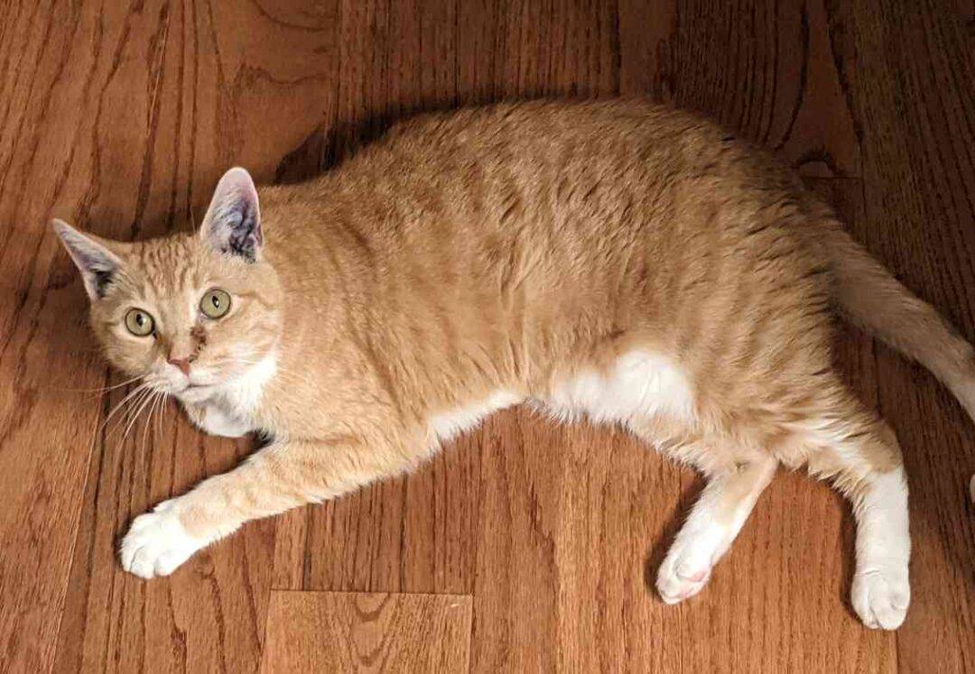 Egyptian Mau Orange Tabby Mix Cat For Adoption in Philadelphia PA ...