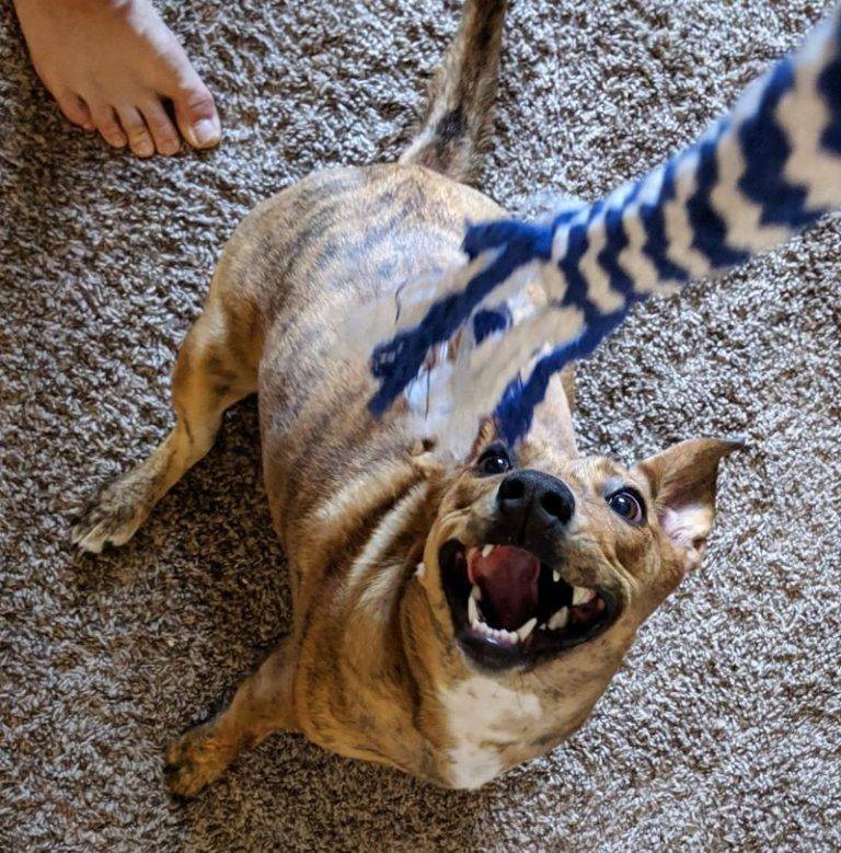 Brindle Frenchie Corgi Mix Dog For Private Adoption in Dallas TX ...
