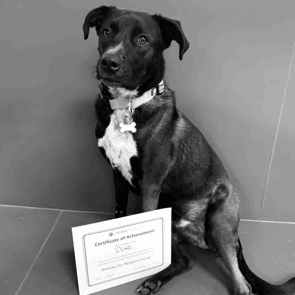 Duke Labrador Retriever Border Collie Mix Dog Adoption Airdrie AB - Pet ...