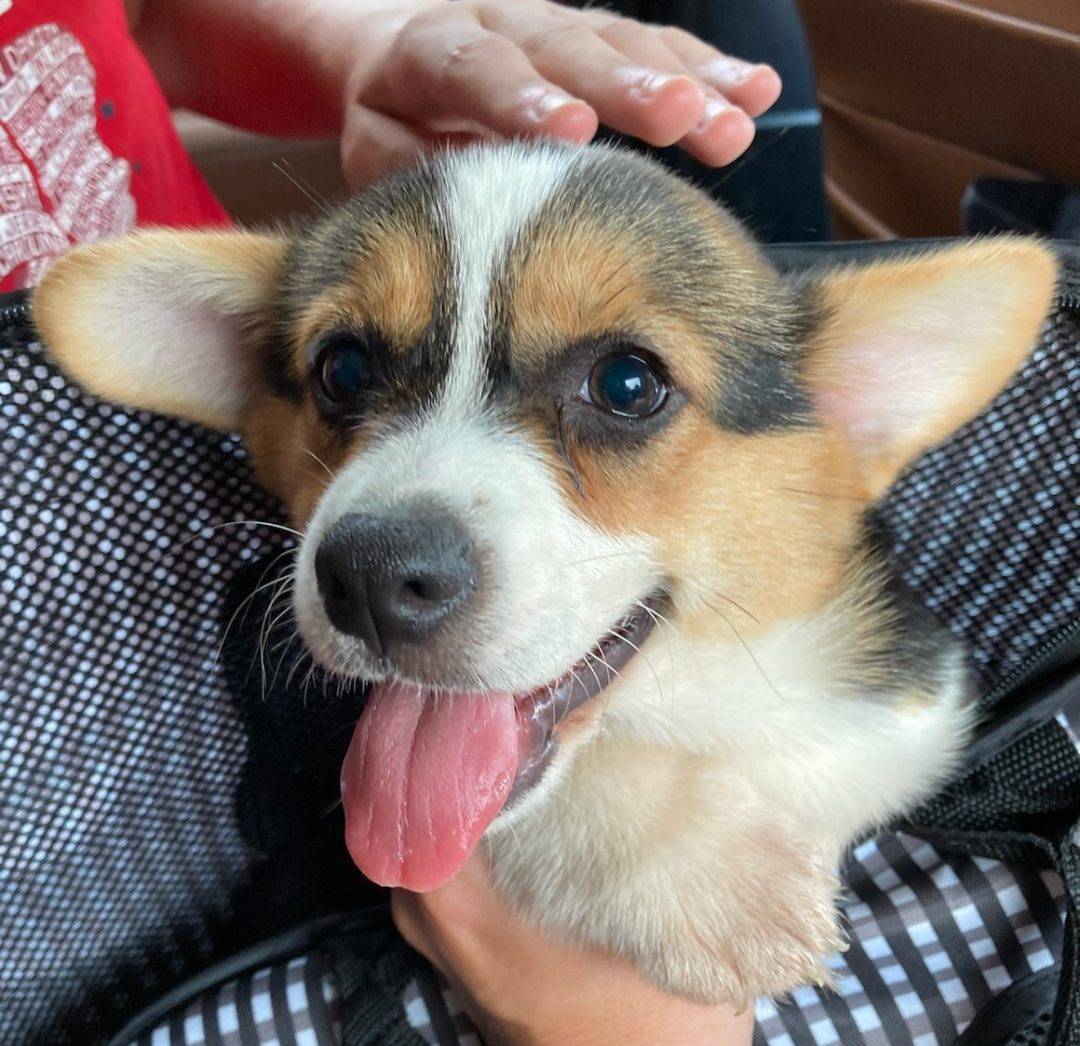 1 Amazing Pembroke Welsh Corgi Puppy For Adoption Near Philadelphia PA ...