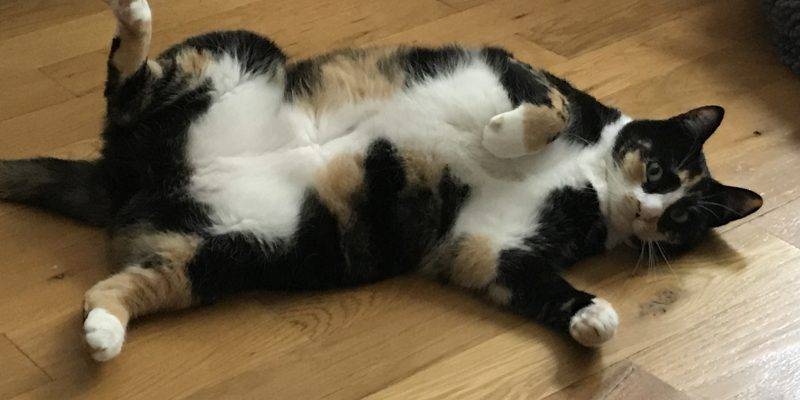 Stunning Female Calico Cat For Adoption in Connecticut - Meet Sweet Sally