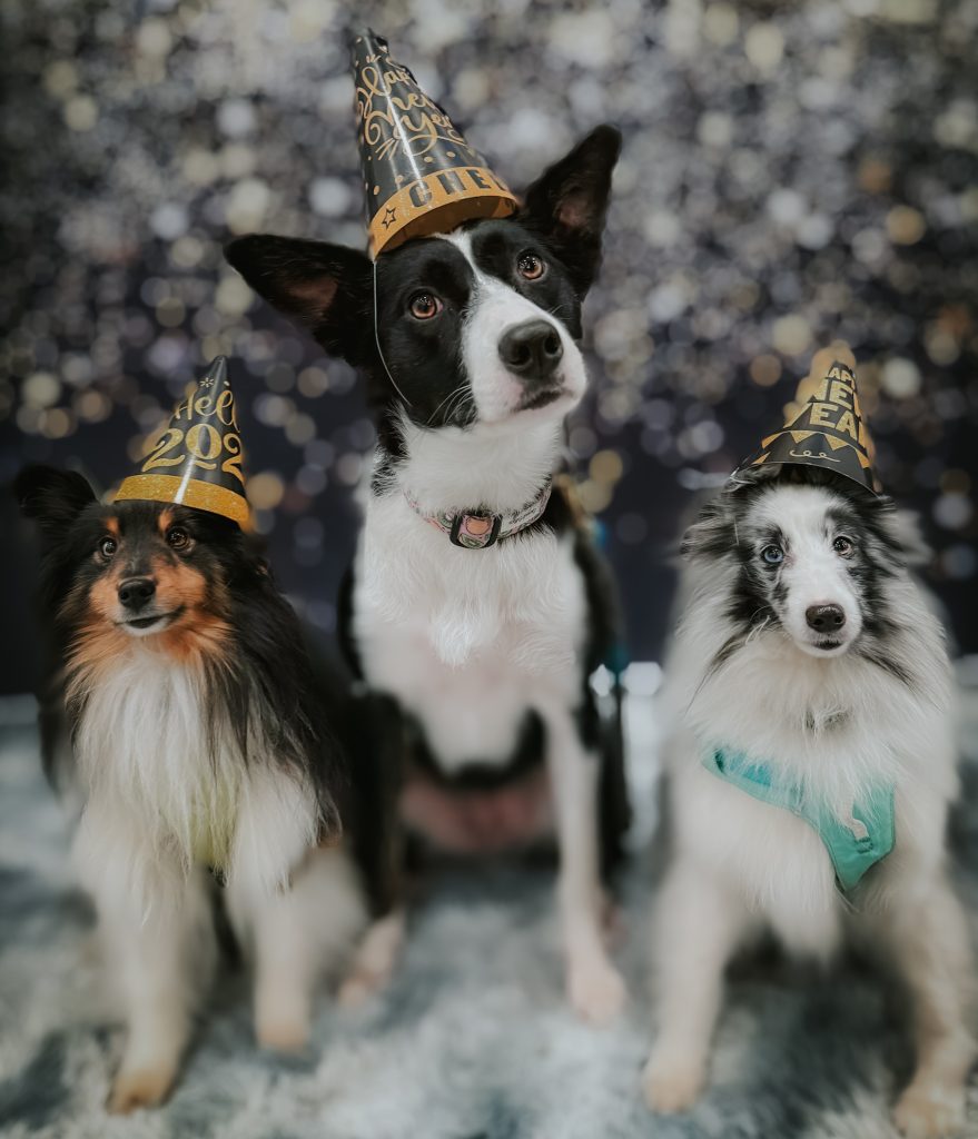 Cuddly Female Border Collie For Adoption In Calgary Alberta - Meet Orca ...