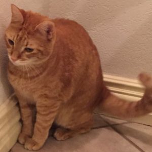 Fort Worth TX - Adorable 1 YO Female Orange Tabby Kitten For Adoption ...