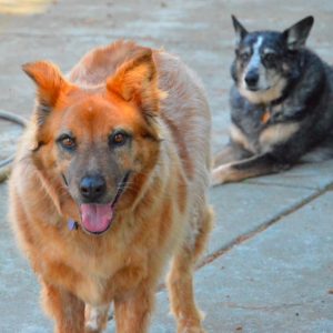 German Shepherd Red Heeler Mix Dog For Adoption in Dallas Texas - Katniss