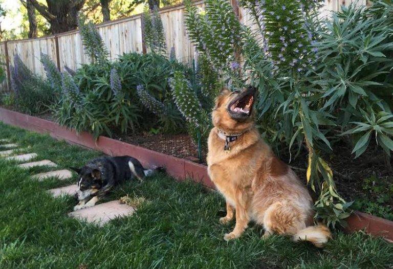 German Shepherd Red Heeler Mix Dog For Adoption in Dallas Texas - Katniss