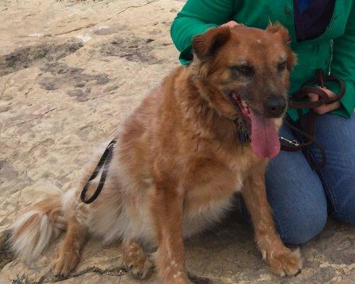 German Shepherd Red Heeler Mix Dog For Adoption in Dallas Texas - Katniss