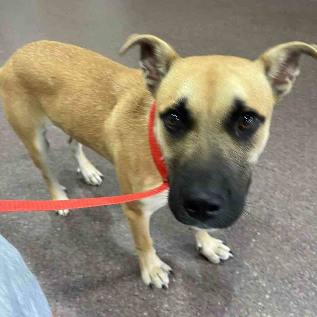 German Shepherd Terrier Mix Dog Adoption Wake Forest NC-1 - Pet ...