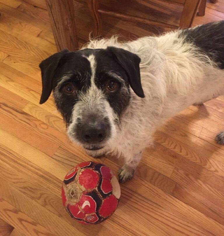 German Shorthaired Pointers For Adoption Near You - Safe, Private Pet ...