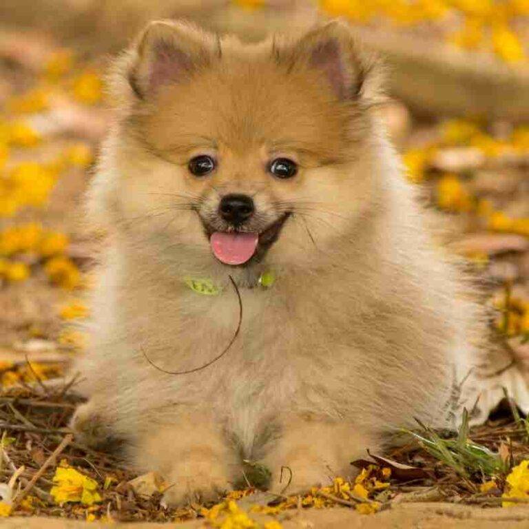 German Spitz Dogs For Adoption Near You - Adopt Or Rehome A German ...