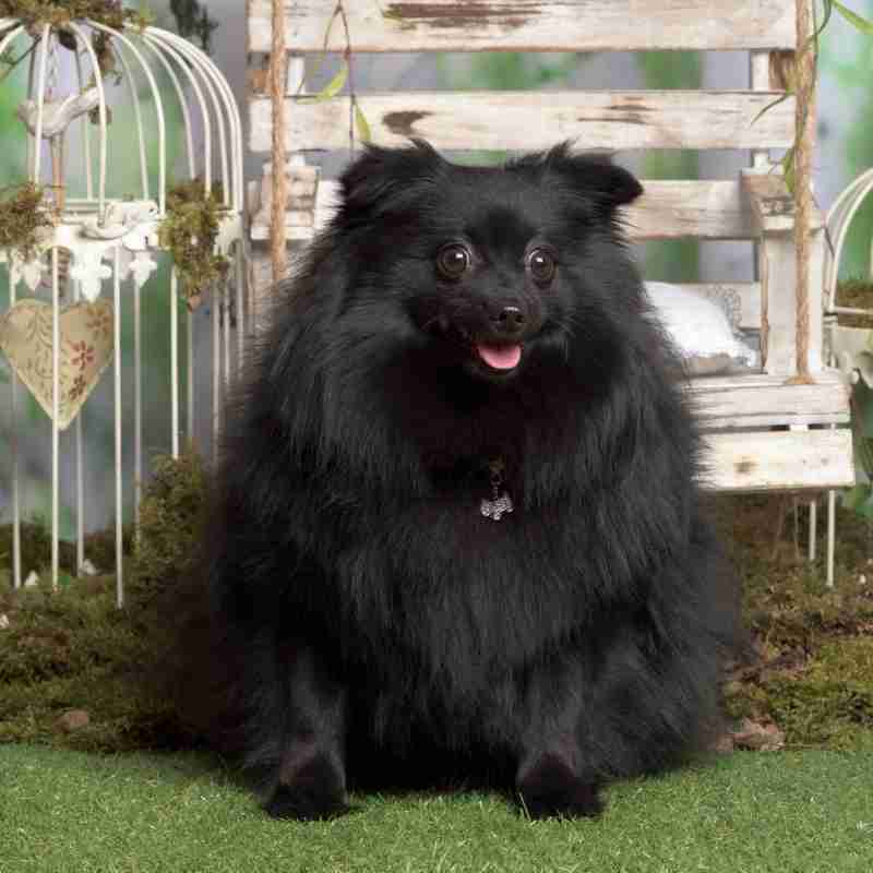 German Spitz Dogs For Adoption Near You - Adopt Or Rehome A German ...