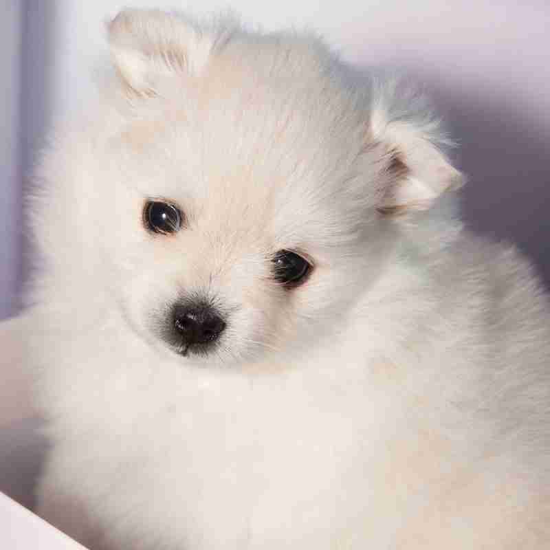 German Spitz Puppy - Pet Rehoming Network