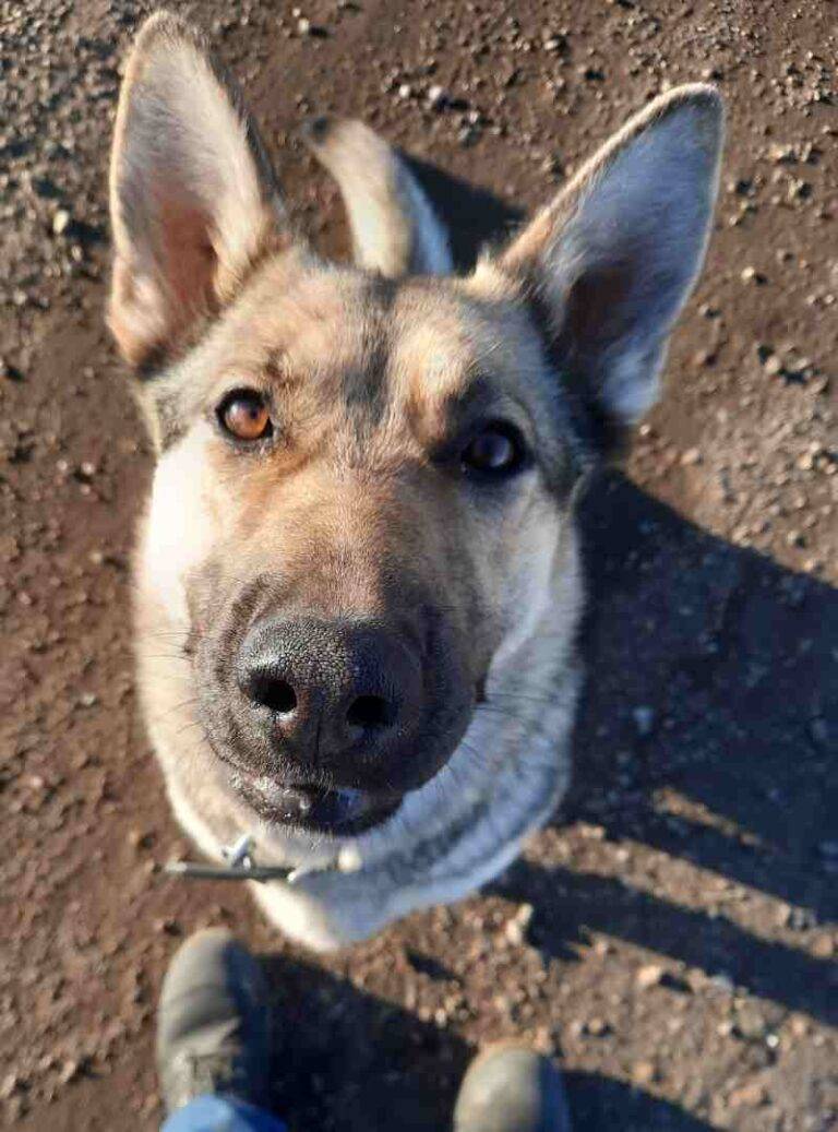 ADOPTED - Lovely Obedience Trained German Shepherd Dog Near Edmonton in ...