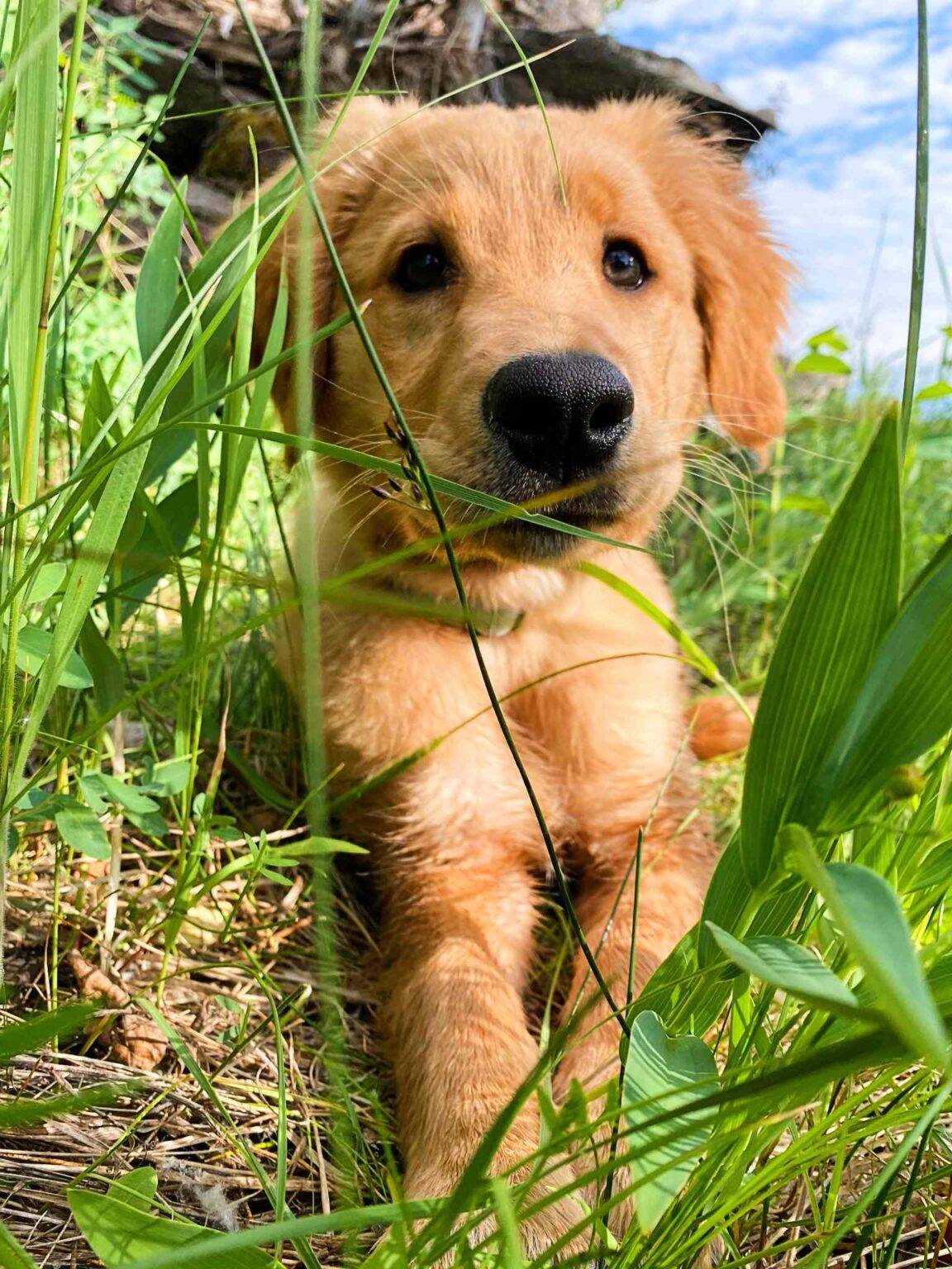 Golden Retriever Puppy in Calgary AB - Rocco Has Been Adopted Pet ...