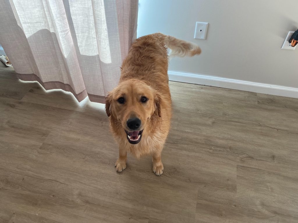 Stunning Golden Retriever For Adoption in Galloway OH Near Columbus ...