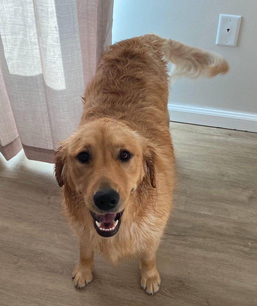 Adopt Granger - Golden Retriever For Adoption In Galloway OH
