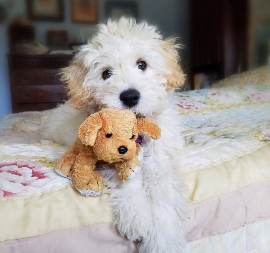Goldendoodle Puppy Cute - Pet Rehoming Network