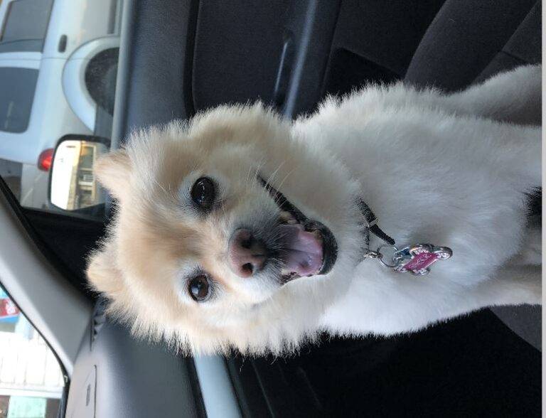Adorable Pomeranian Dog For Adoption in Georgetown Texas - Supplies ...