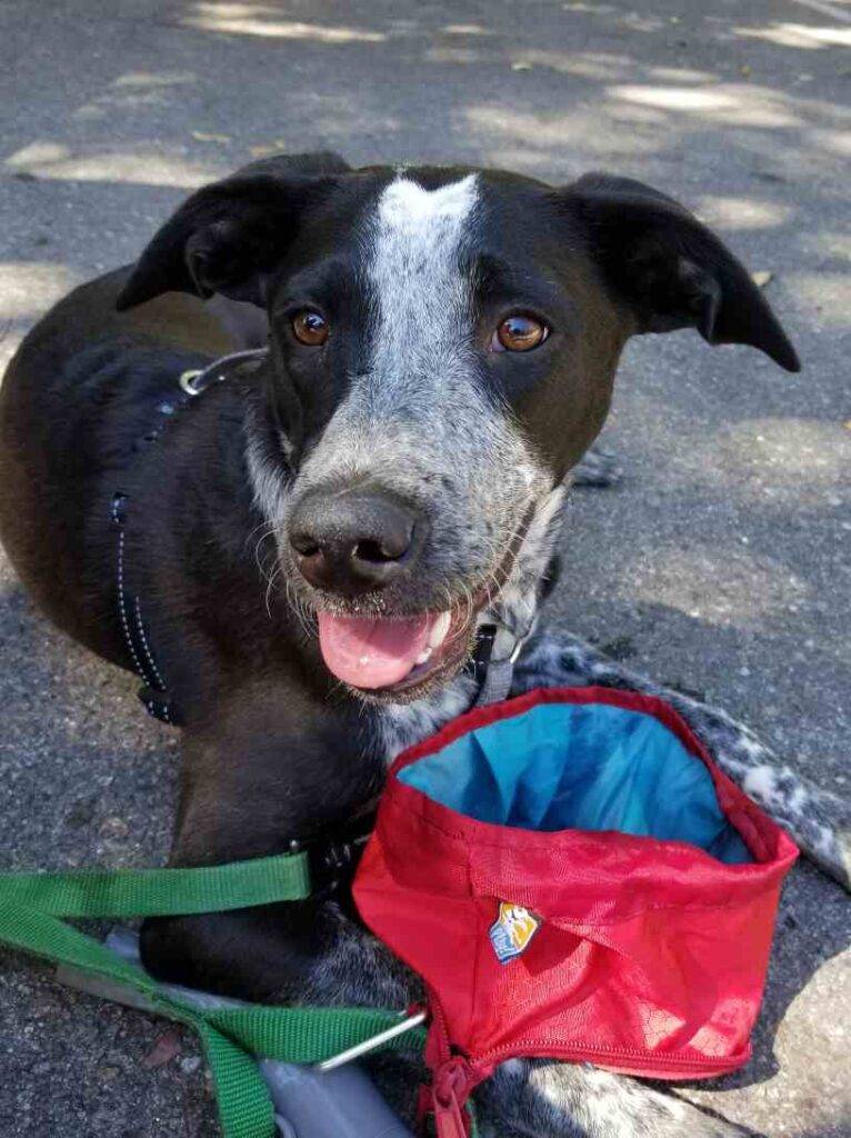 Gracie Border Collie Mix Dog Adoption Tucson AZ 4 - Pet Rehoming Services