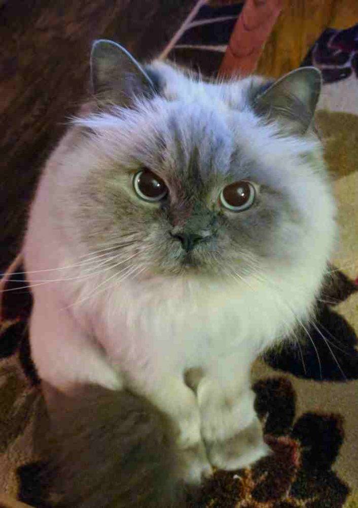 Himalayan Cats For Adoption - Safe, Private Pet Adoptions By Owner