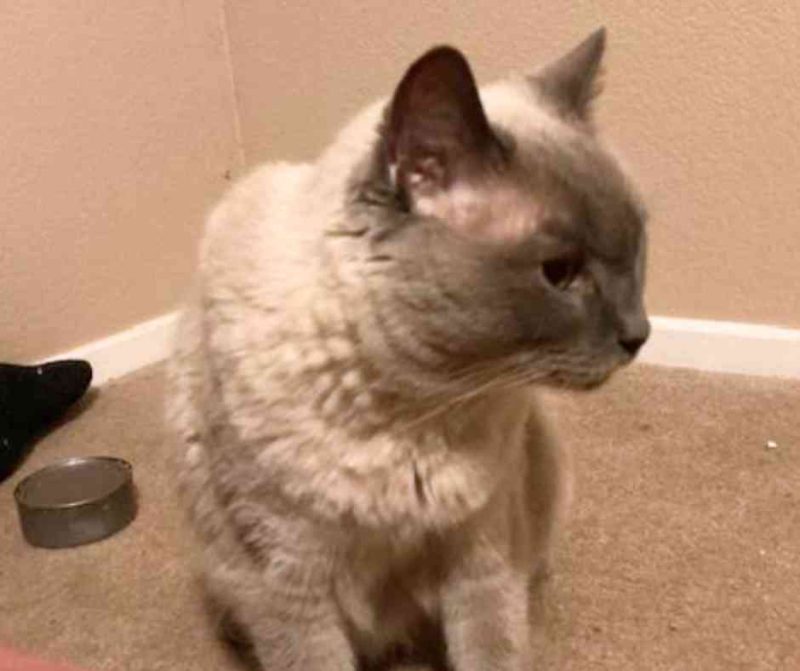 Lovable Female Himalayan Persian Mix Cat For Adoption In Las Vegas ...