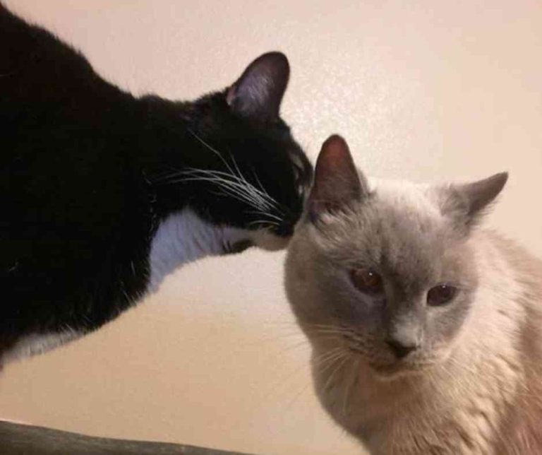 Lovable Female Himalayan Persian Mix Cat For Adoption In Las Vegas ...