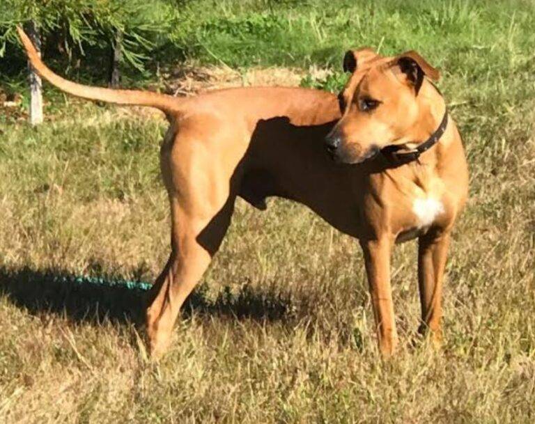 Rhodesian Ridgeback Rehoming - Safe, Private Pet Adoptions By Owner