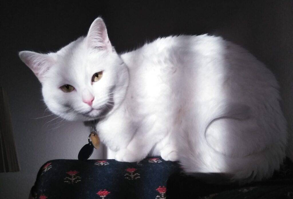 White Cats For Adoption - Safe, Private Pet Adoptions By Owner