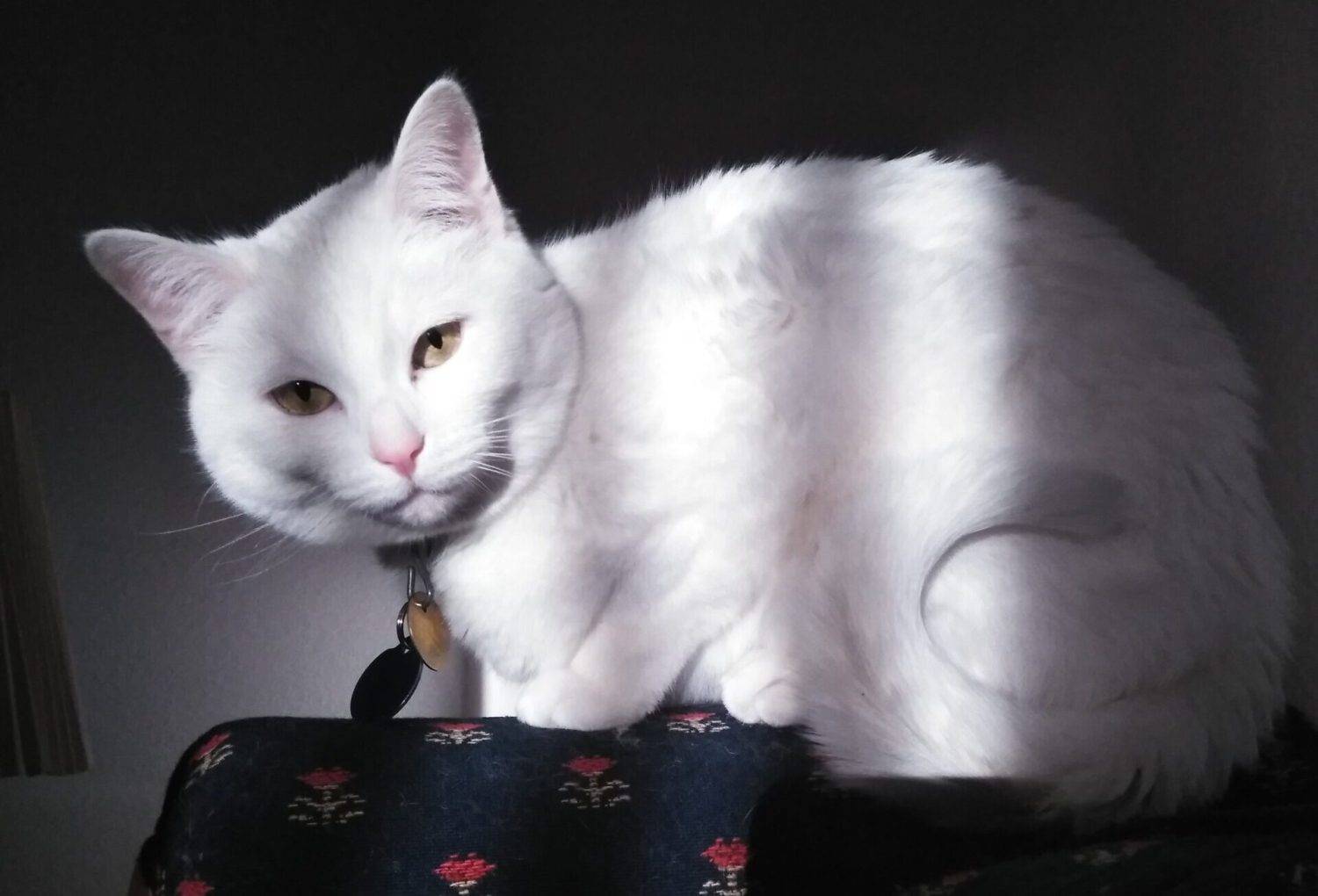 Stunning White DSH Cat For Adoption in Kyle Texas - Supplies Included ...