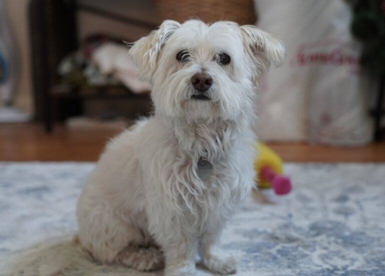 ADOPTED - White Maltipoo Dog in Aurora Oregon - Gracie