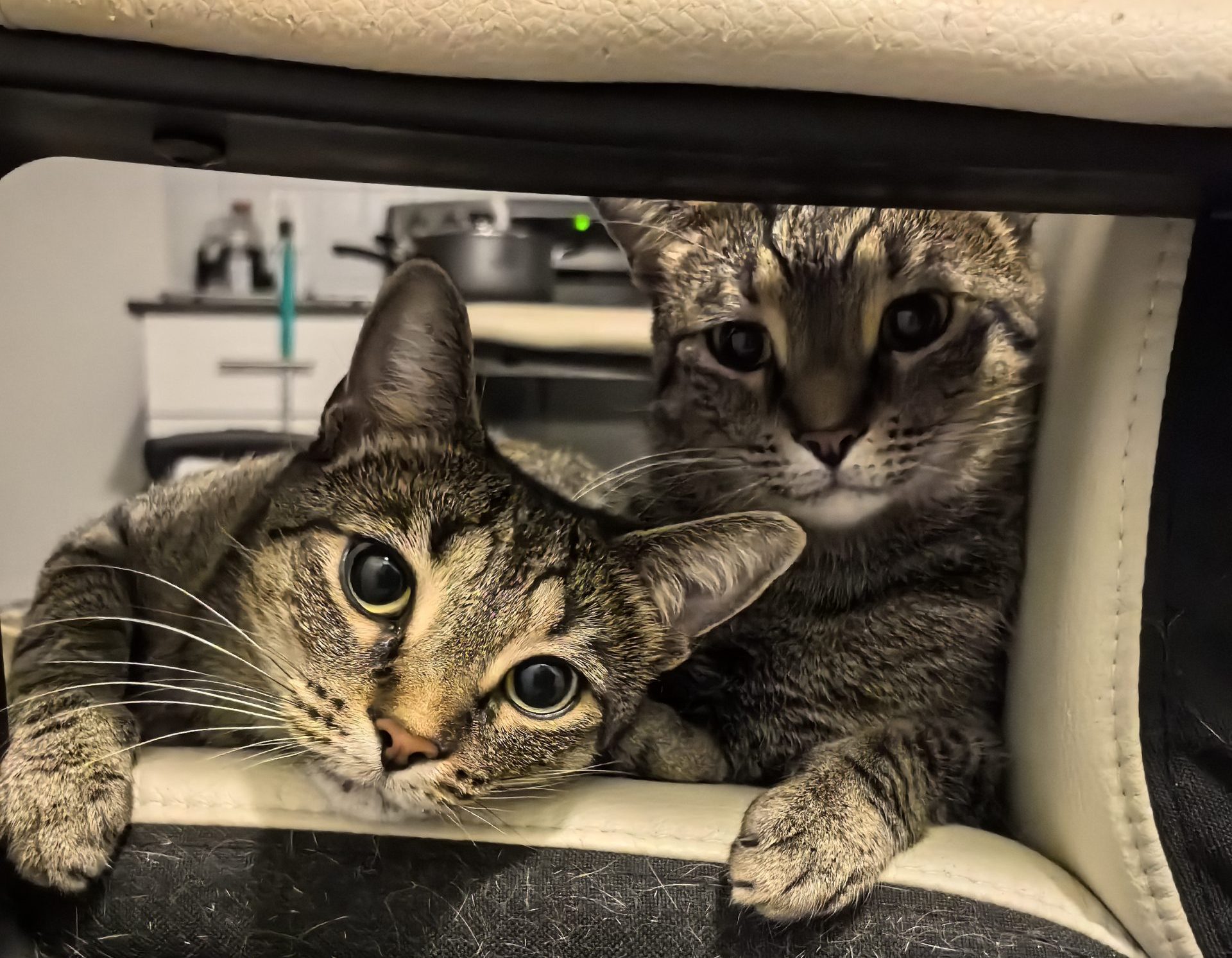 Twin Tabby Cats For Adoption In Thornhill ON - Meet Zina And Benito ...