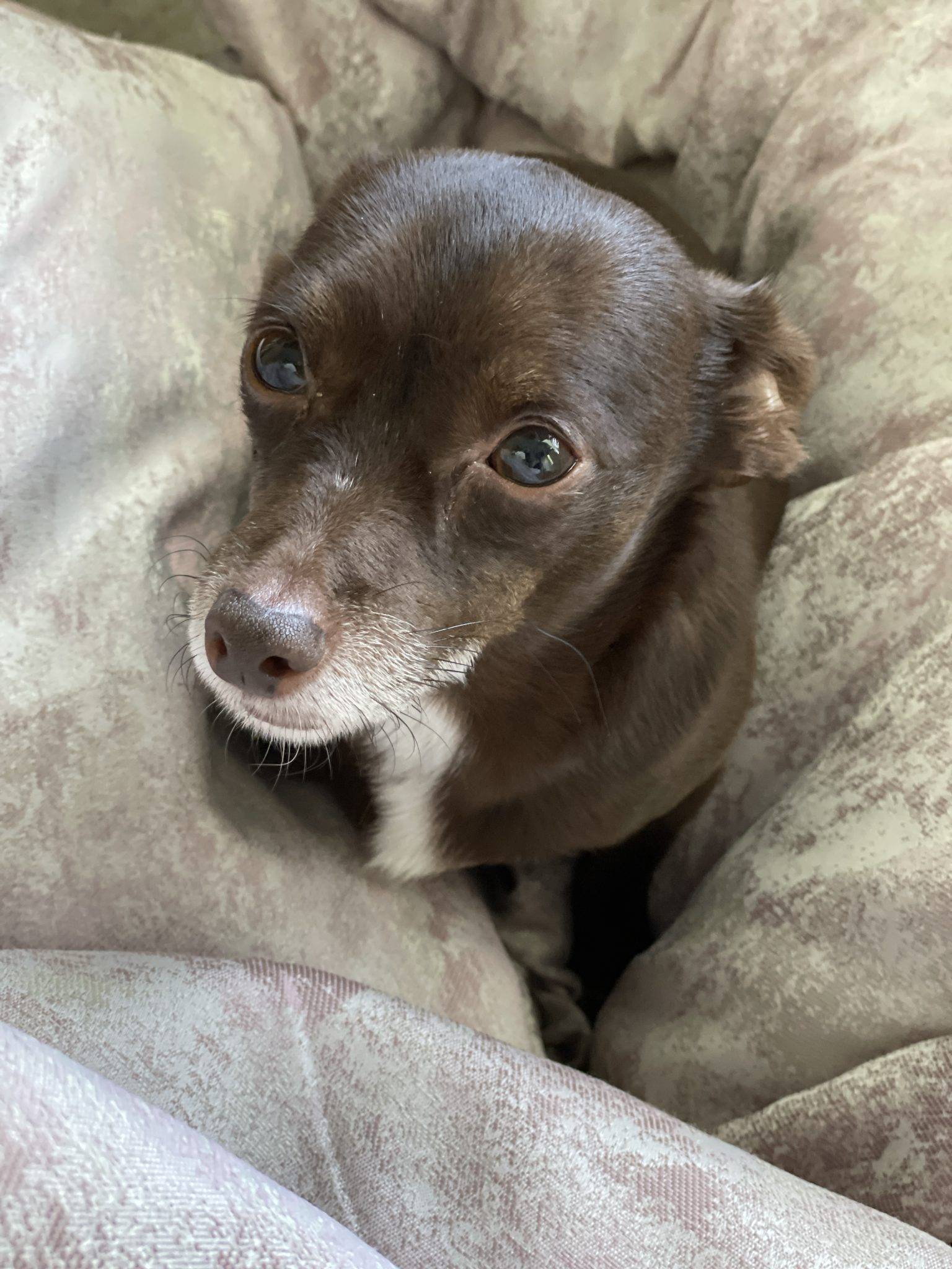 Handsome Chihuahua Dachshund Mix (Chiweenie) for Adoption in Suwanee GA ...