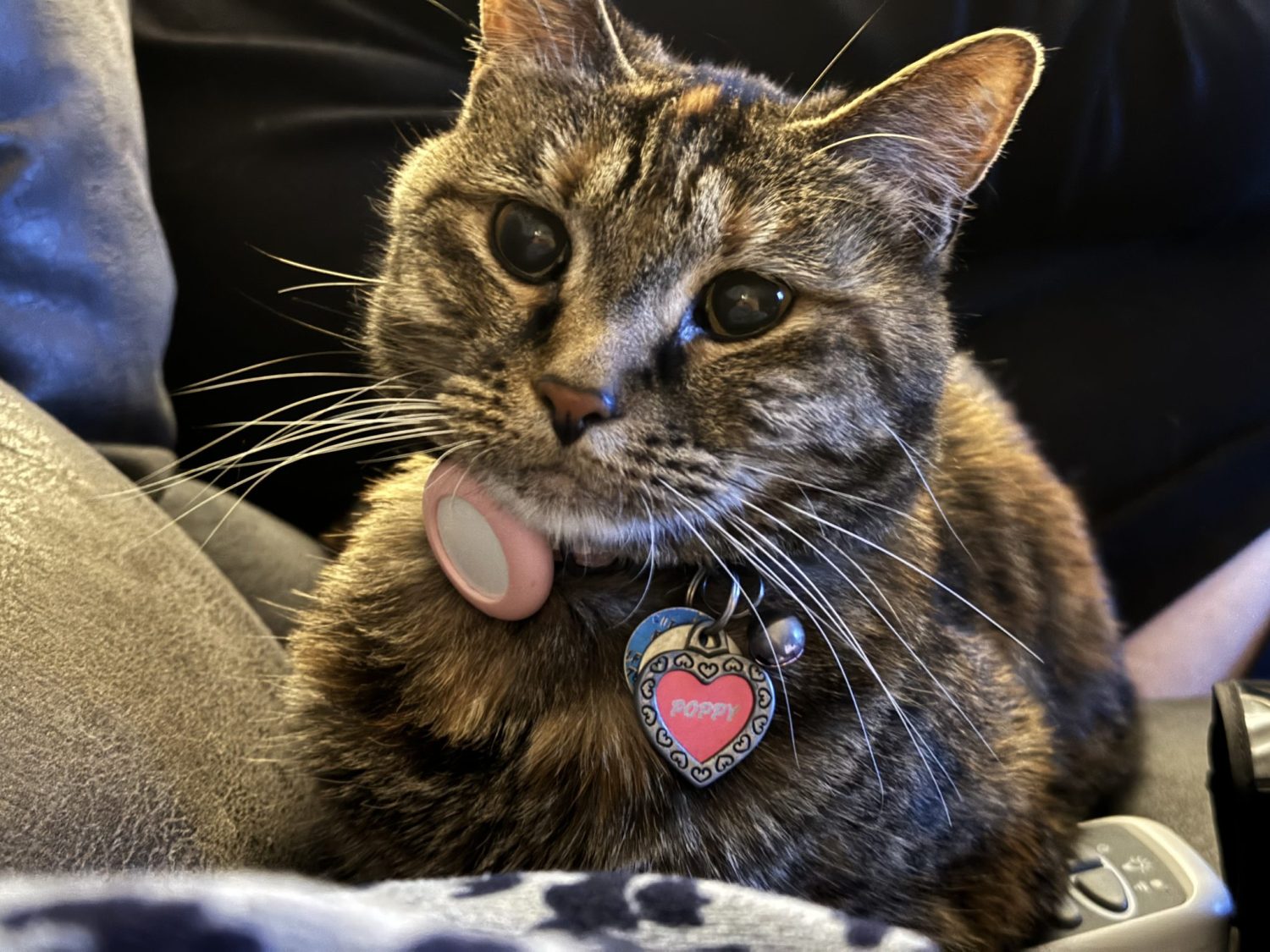 Calico Cats For Adoption Near You - Cat Rehoming Experts