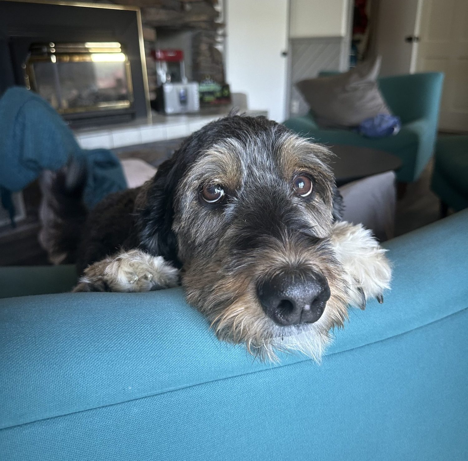 Beautiful Bernedoodle Dog For Adoption In Portland Oregon - Meet Timber ...