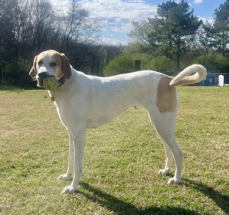 Compassionate Private Pet Rehoming Services - Pet Rehoming Network ...