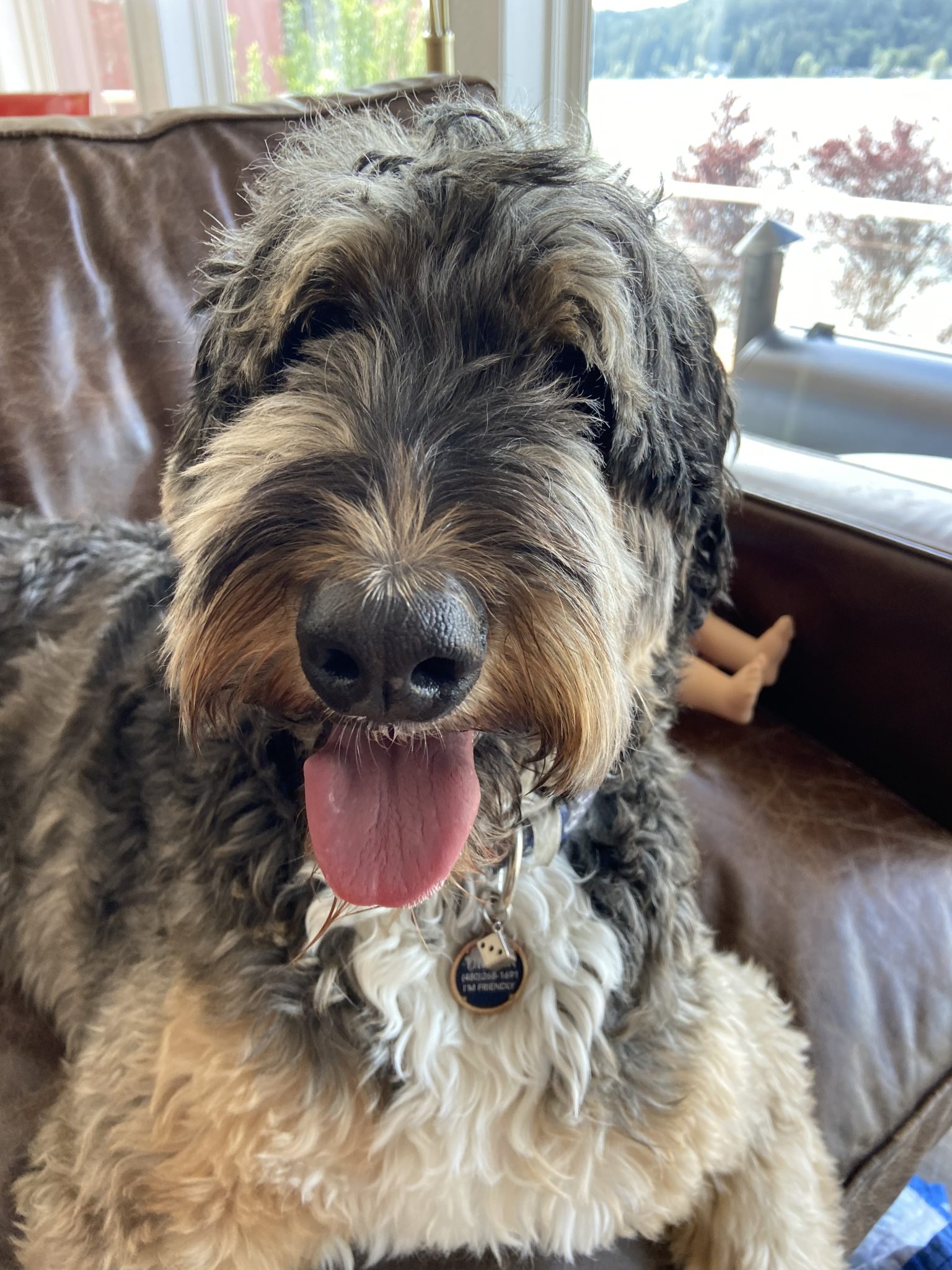 Beautiful Bernedoodle Dog For Adoption In Portland Oregon - Meet Timber ...