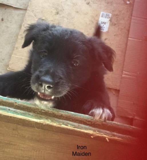 Iron Maiden Border Collie German Shepherd Mix Puppy For Adoption In ...