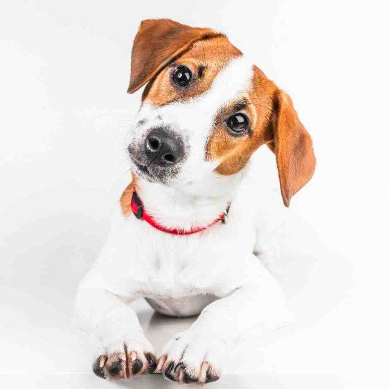 Jack Russell Terrier Rescues – Adopt A Jack Russell Near You - Pet ...