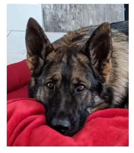 Jake German Shepherd For Private Adoption In Edmonton - Pet Rehoming ...