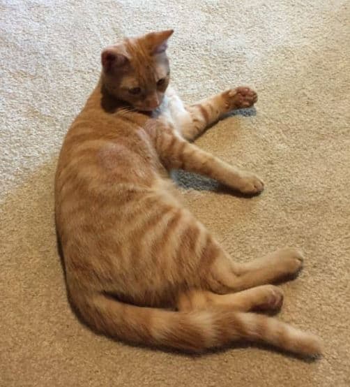 Jazz Orange Tabby Cat Adoption Garland Dallas TX - Pet Rehoming Network